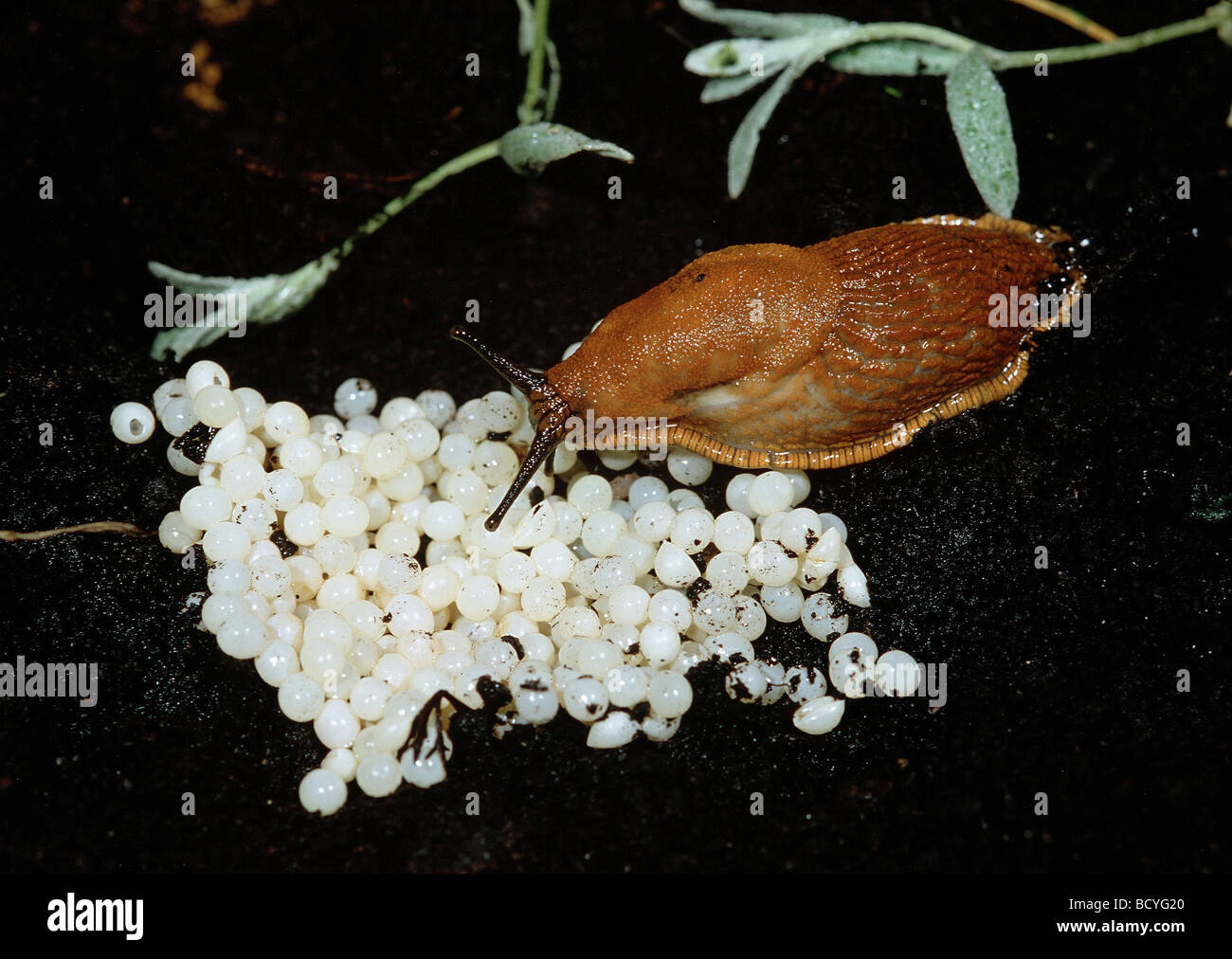 Large Red Slug (Arion rufus) with eggs Stock Photo - Alamy