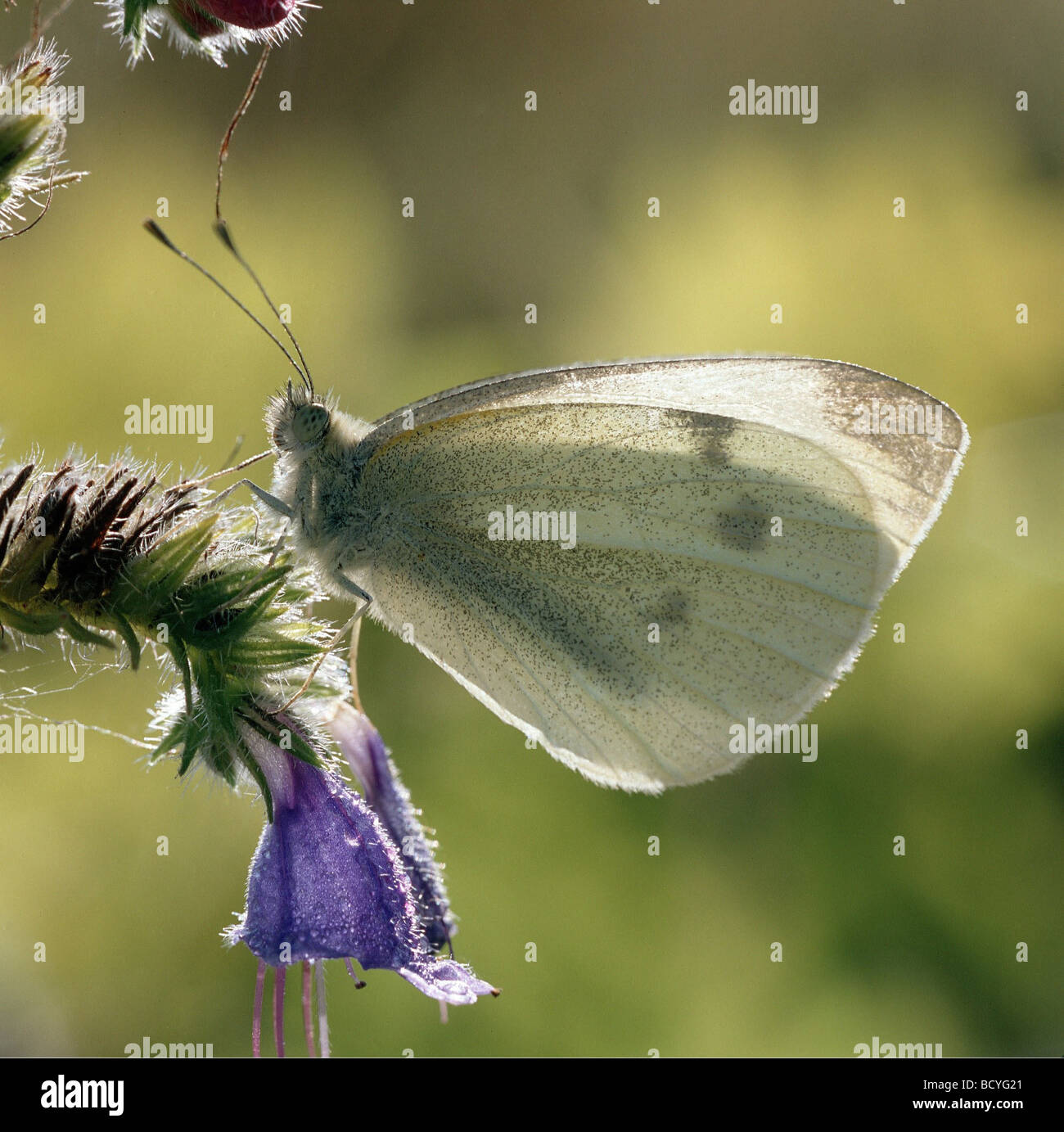 Cabbageworm pieris rapae hi-res stock photography and images - Alamy