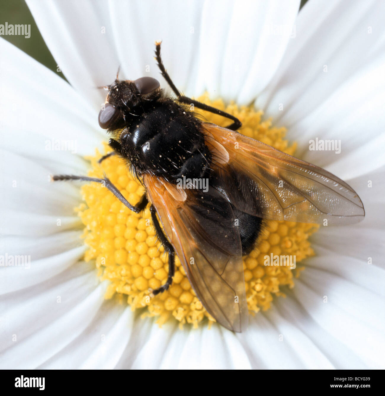 muscidae / houseflies , house flies Stock Photo - Alamy