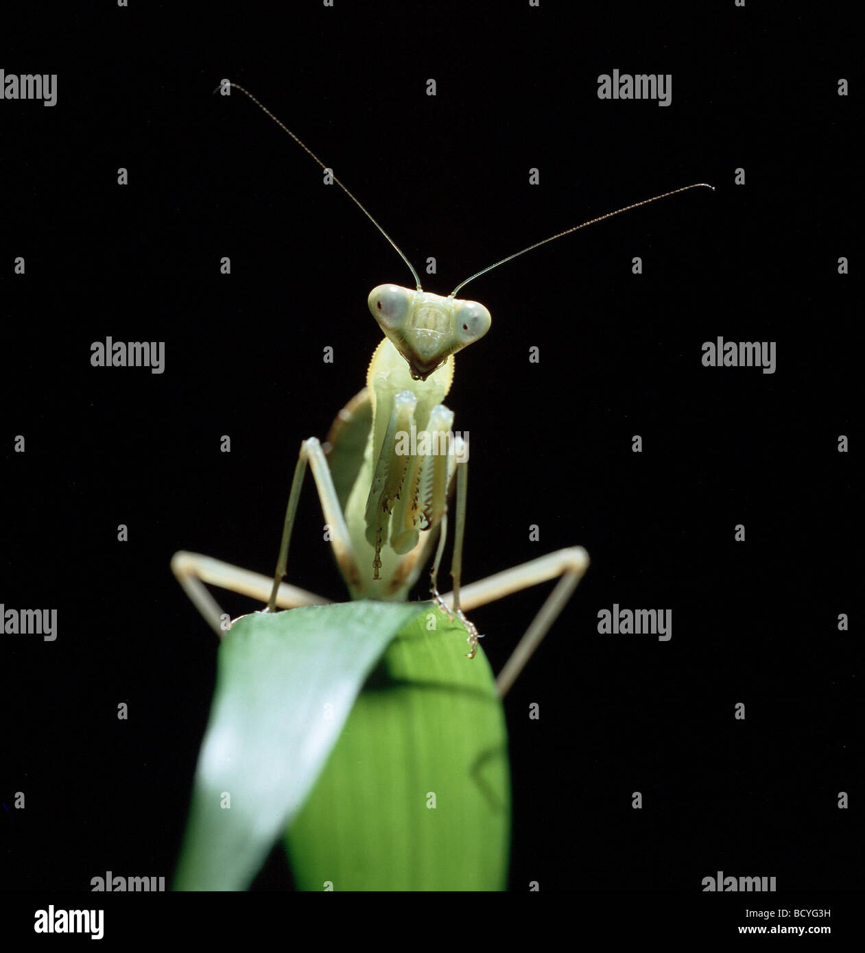 European Preying Mantis on stalk / blade / Mantis religiosa Stock Photo ...