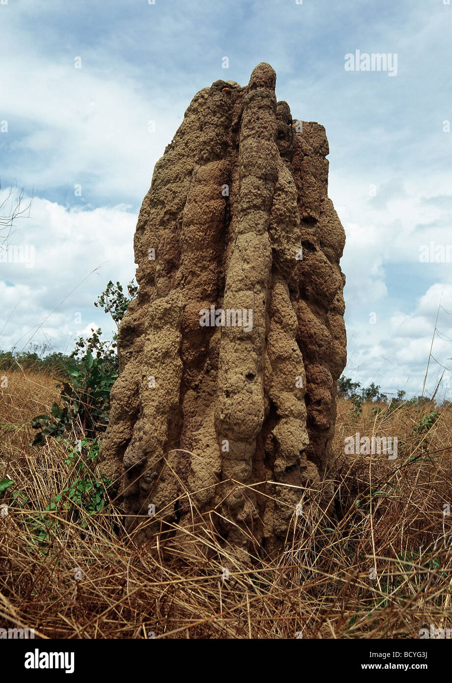 Castle termite hill hi-res stock photography and images - Alamy