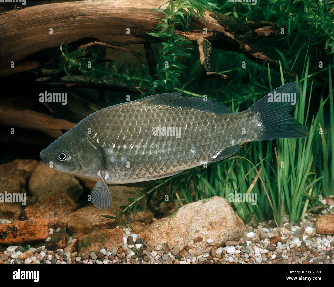 carassius auratus gibelio / gibel carp Stock Photo - Alamy
