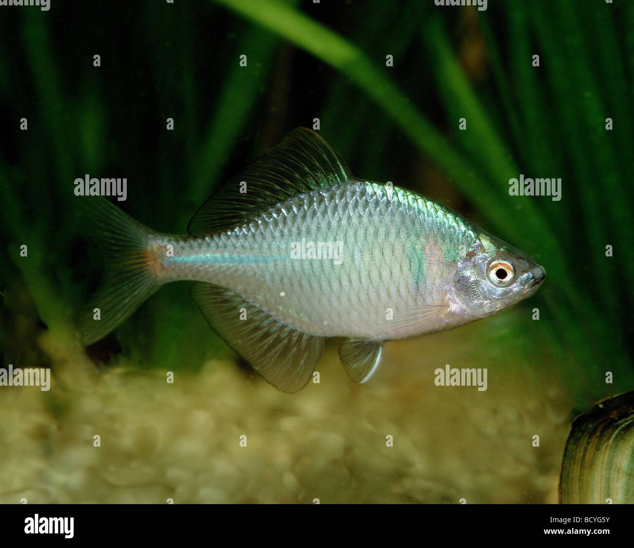 Bitterling rhodeus sericeus hi-res stock photography and images - Alamy