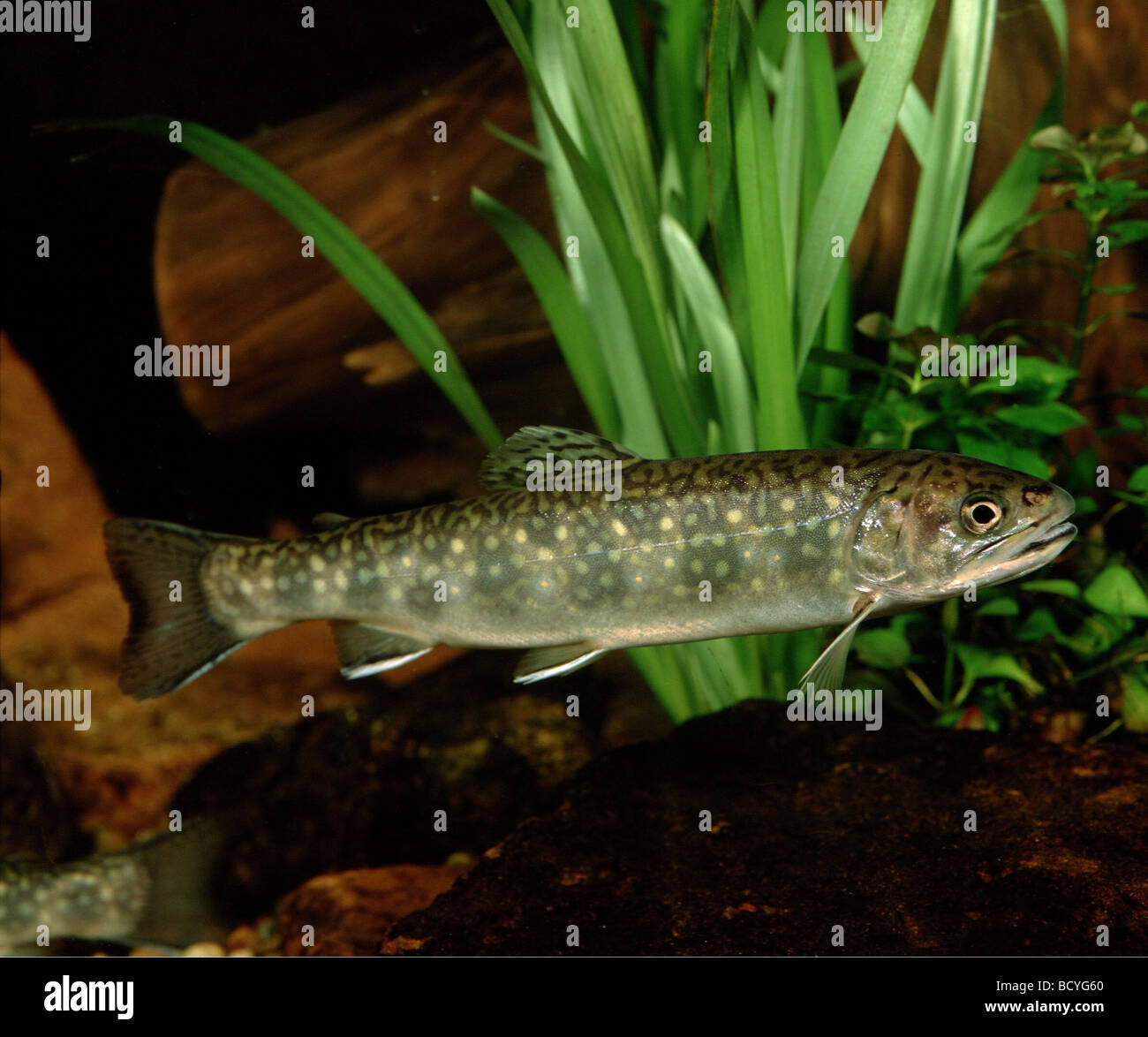 salvelinus fontinalis / brook trout , char , charr Stock Photo - Alamy