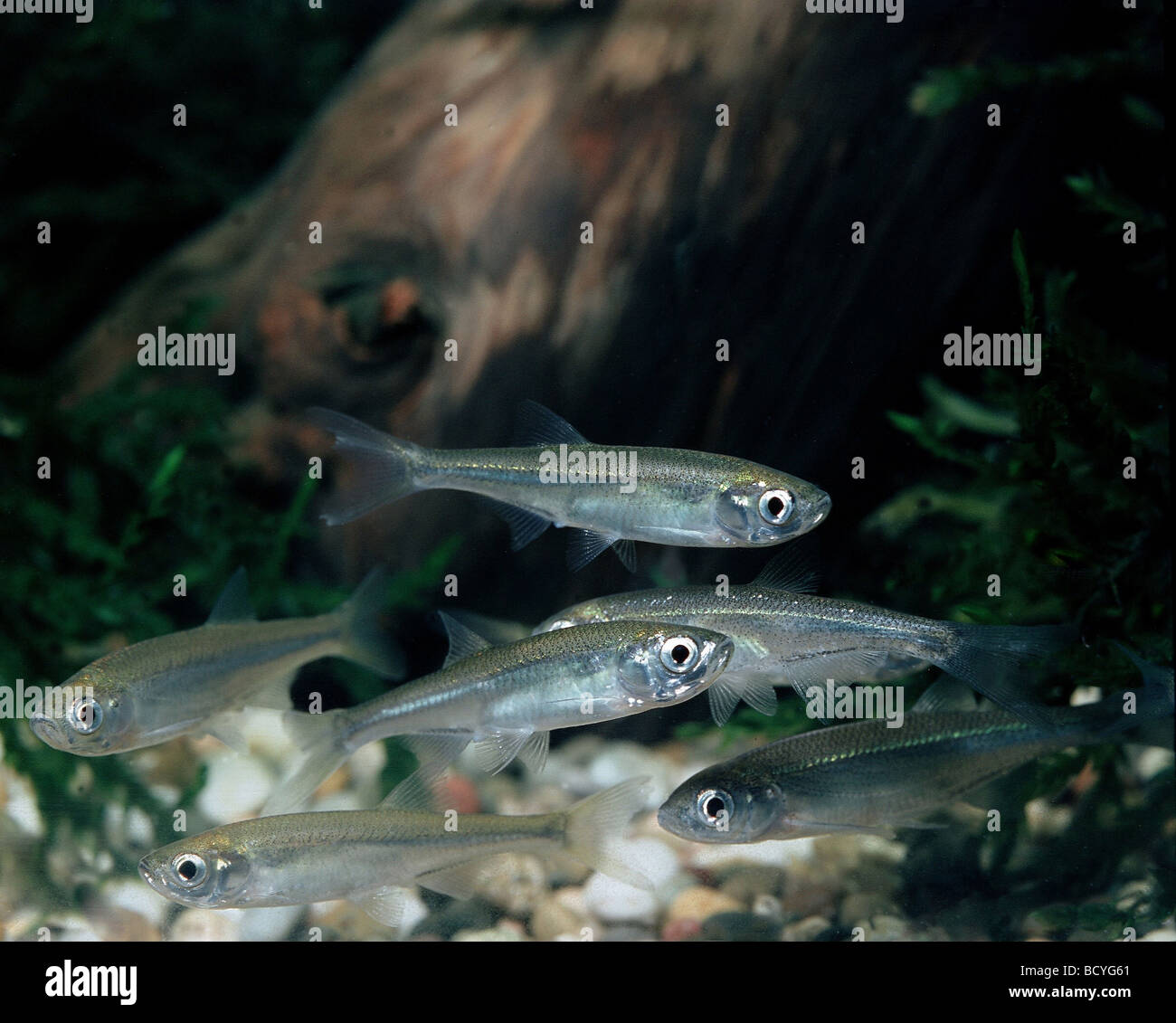 Leucaspius delineatus hi-res stock photography and images - Alamy