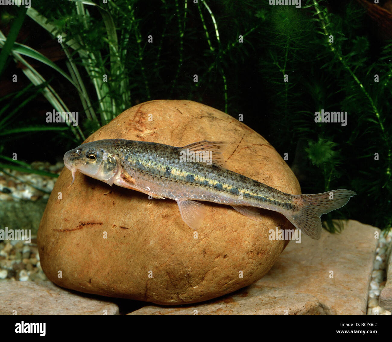 Gobio hi-res stock photography and images - Alamy