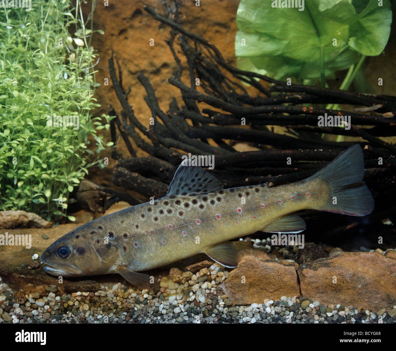 Brown Trout (Salmo trutta fario) swimming under water Stock Photo - Alamy