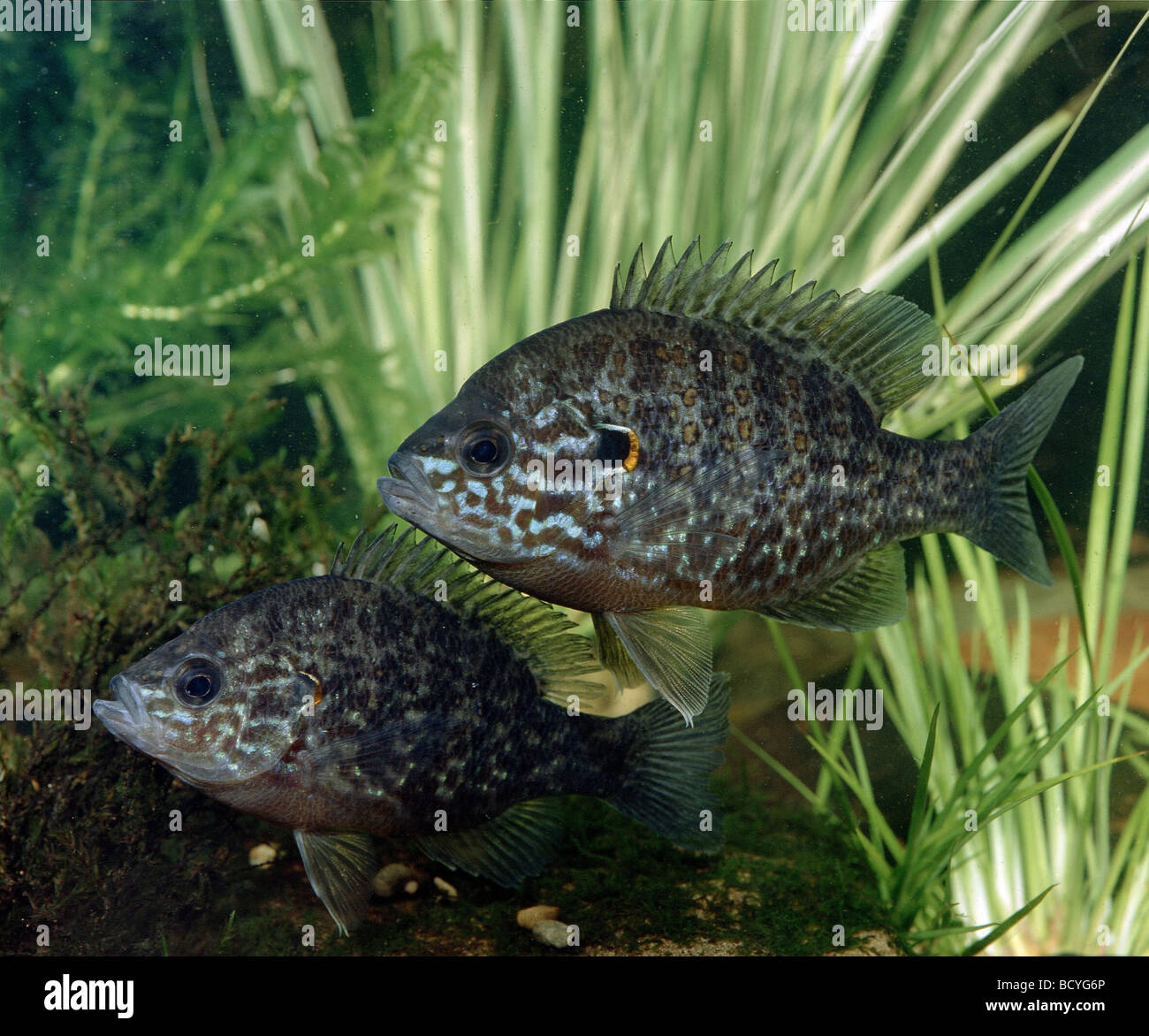 centrachidae / sunfishes Stock Photo - Alamy