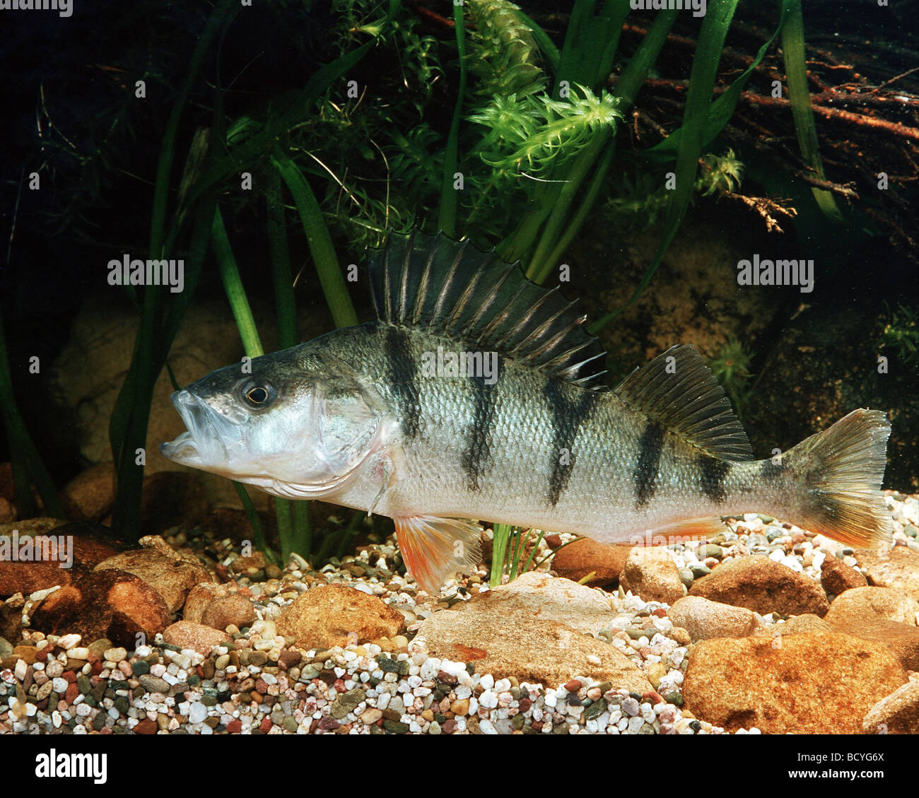 European Perch, Redfin Perch (Perca fluviatilis) under water. Germany ...