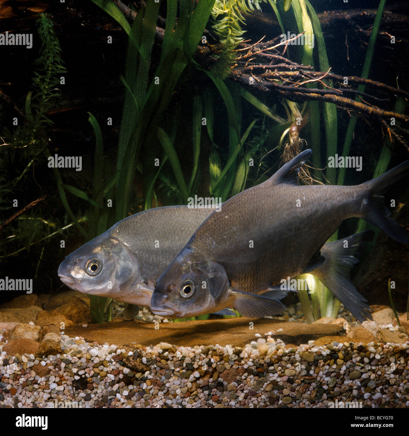 Freshwater breams hi-res stock photography and images - Alamy