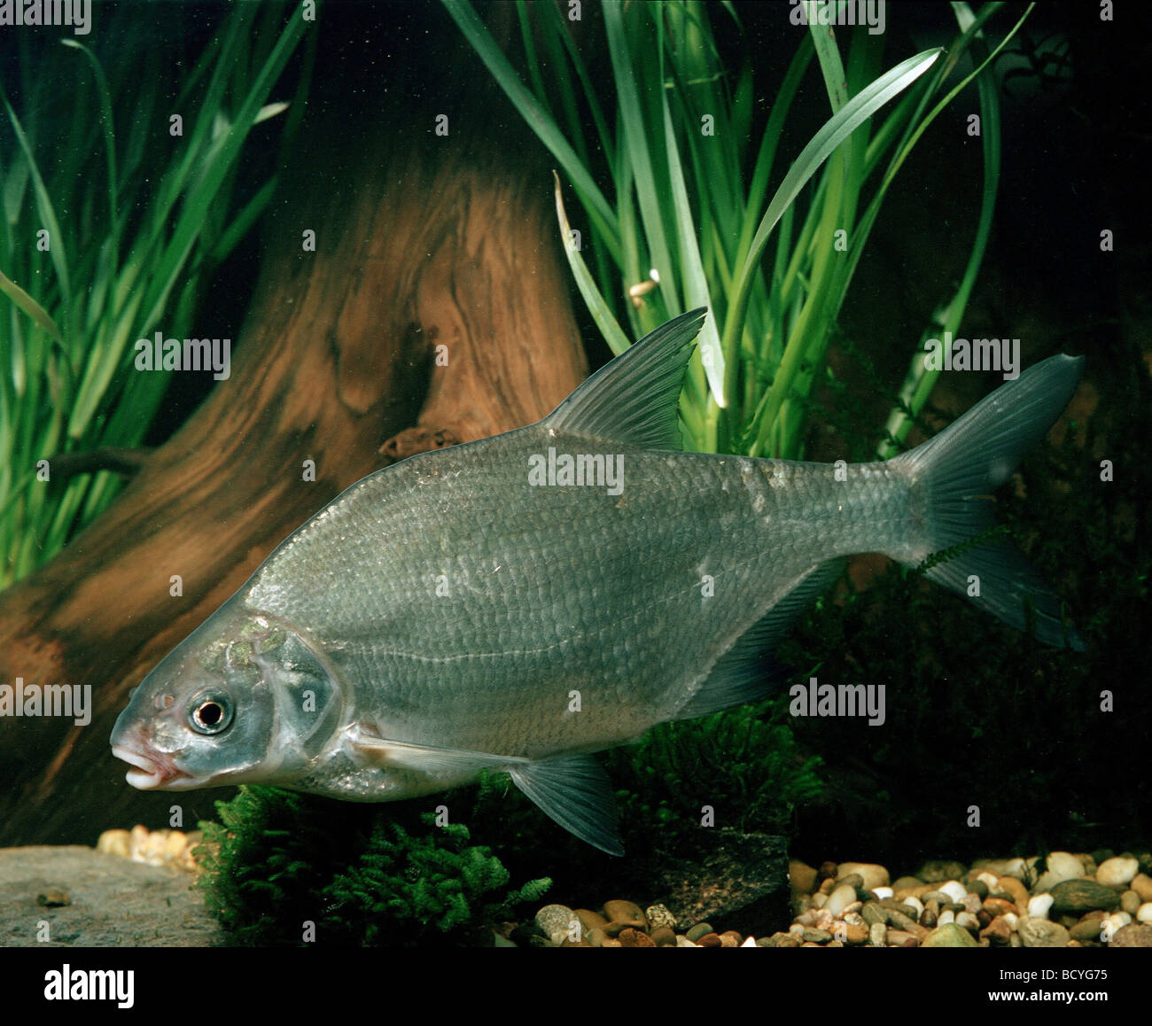 Freshwater breams hi-res stock photography and images - Alamy