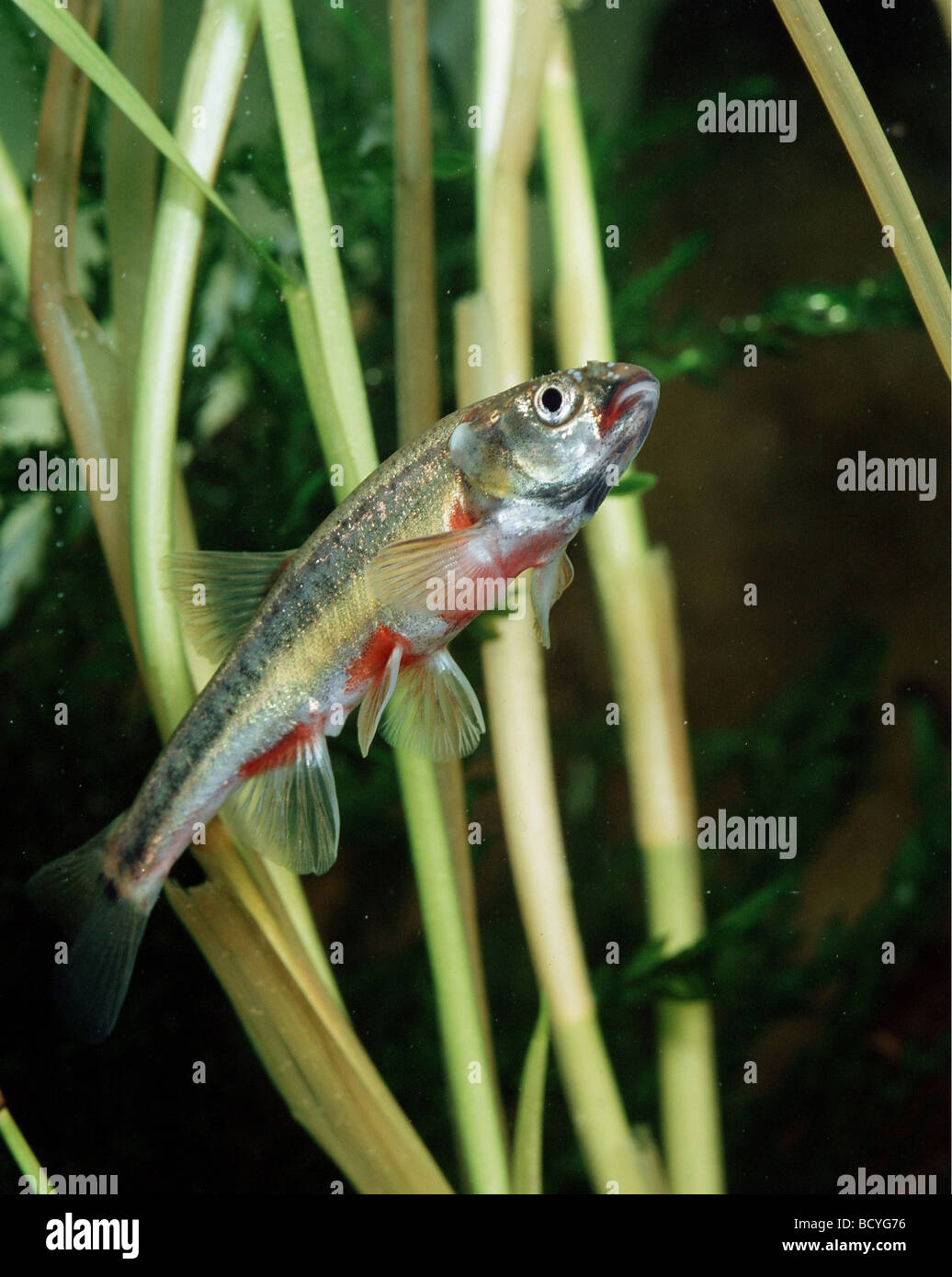 Phoxinus hi-res stock photography and images - Alamy