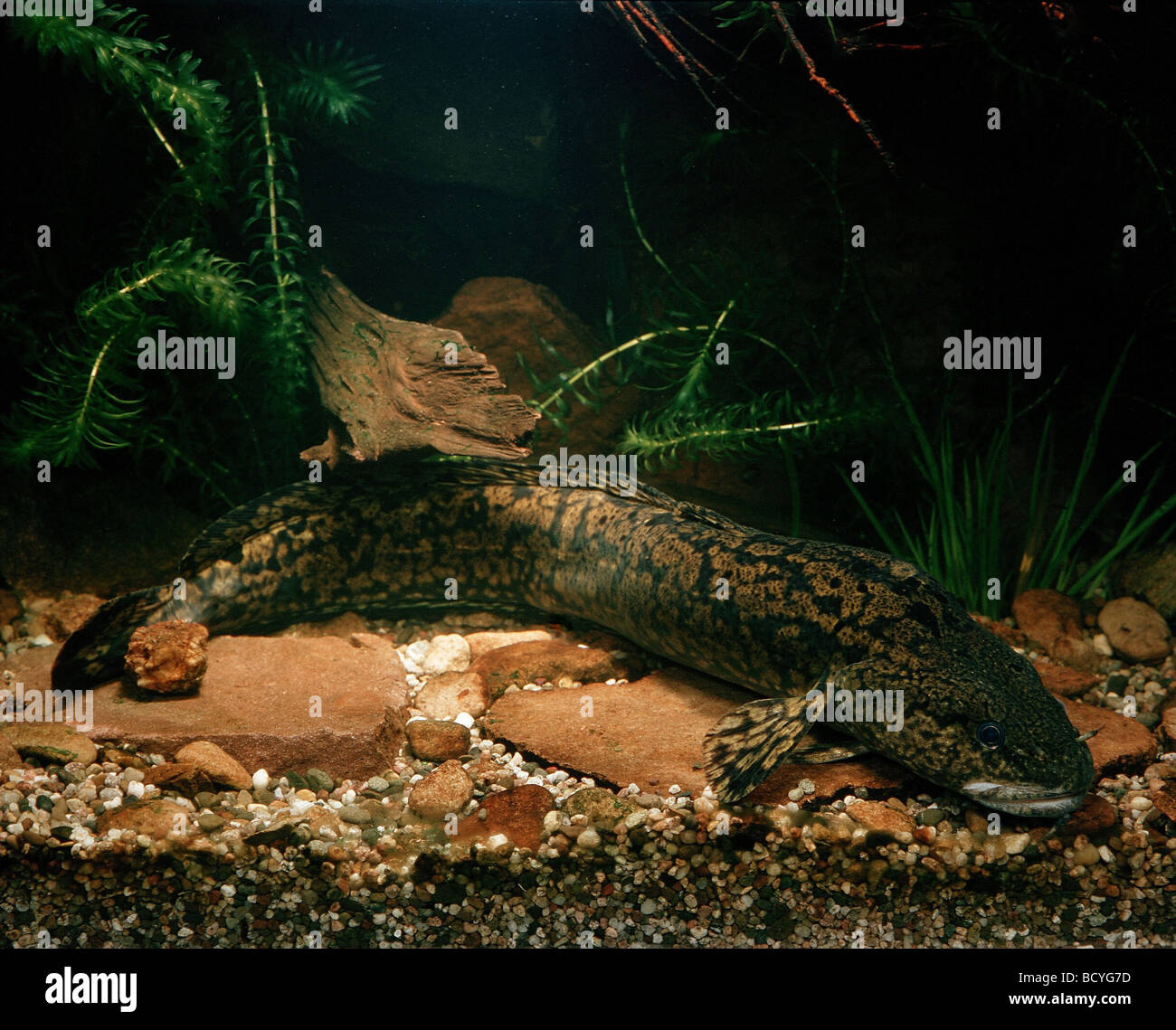 Burbot lota lota hi-res stock photography and images - Alamy