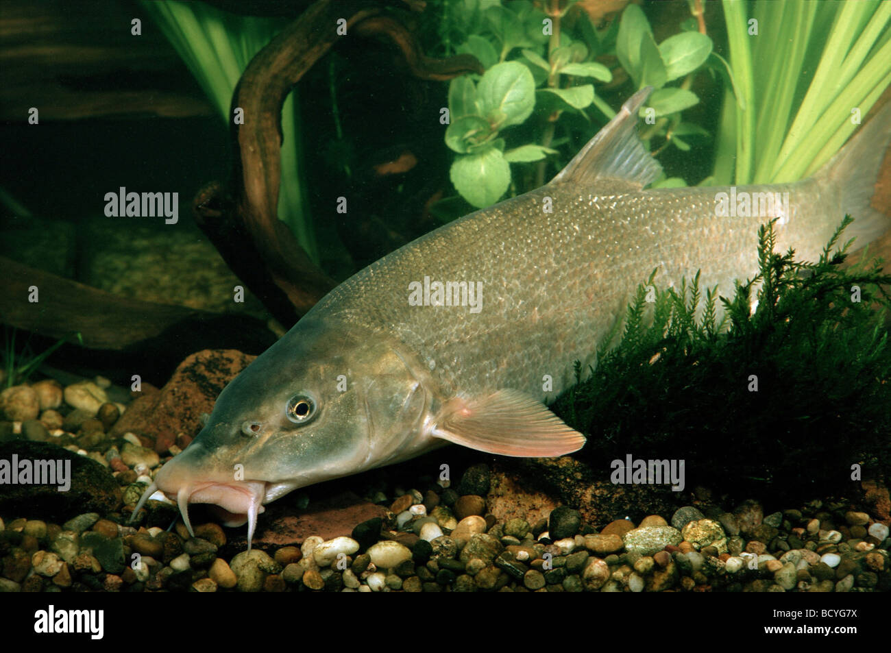 barbel / Barbus barbus Stock Photo - Alamy