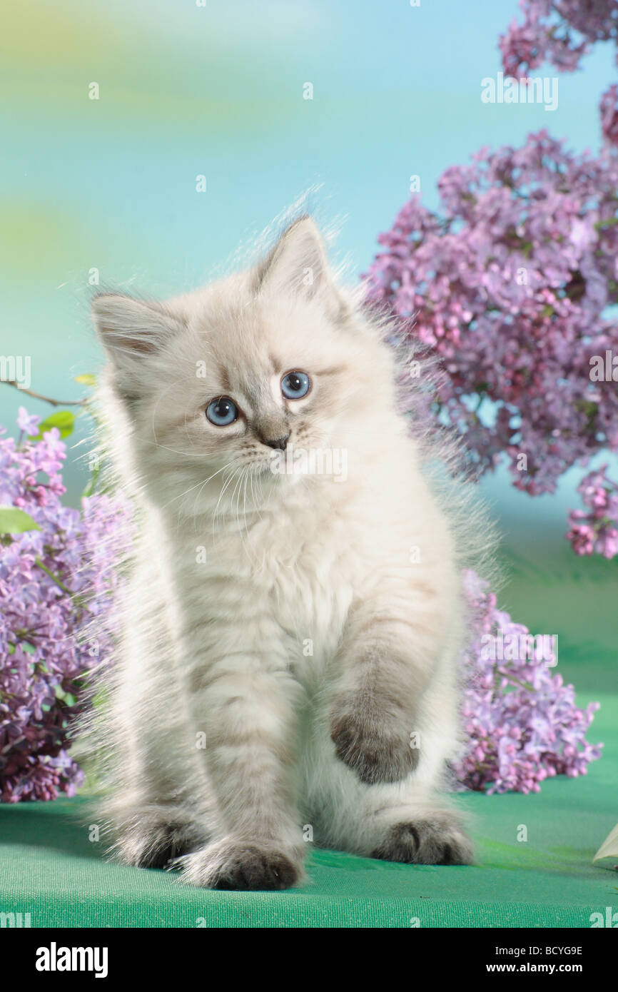 Neva Masquarade cat - kitten in front of syringa blossoms Stock Photo ...