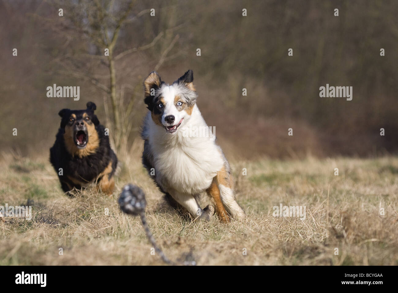 two Australian Shepherd dogs - running Stock Photo - Alamy