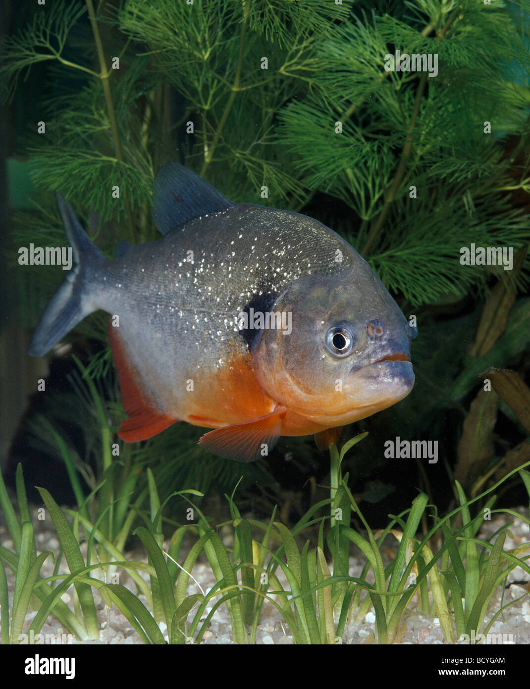 Piraya serrasalmus piraya hi-res stock photography and images - Alamy