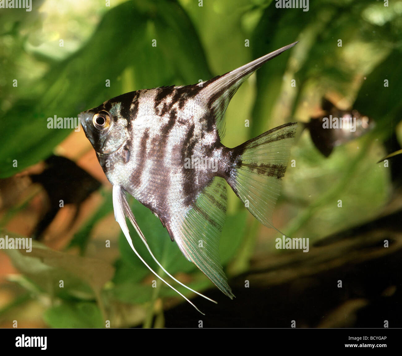 Freshwater Angelfish, Longfin Angel Fish, Black Angelfish, Scalare ...