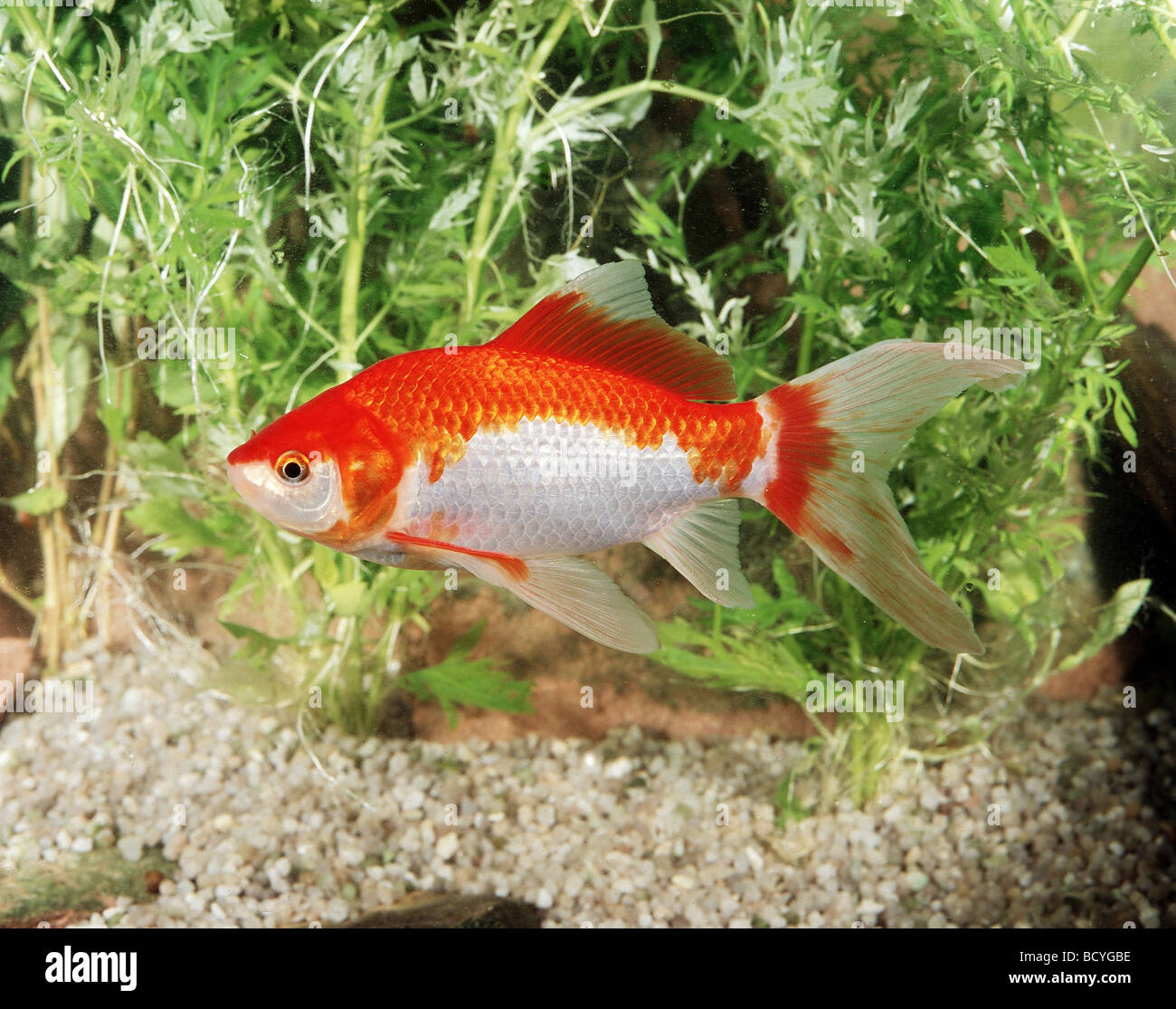 carassius auratus / goldfish , common carp Stock Photo - Alamy