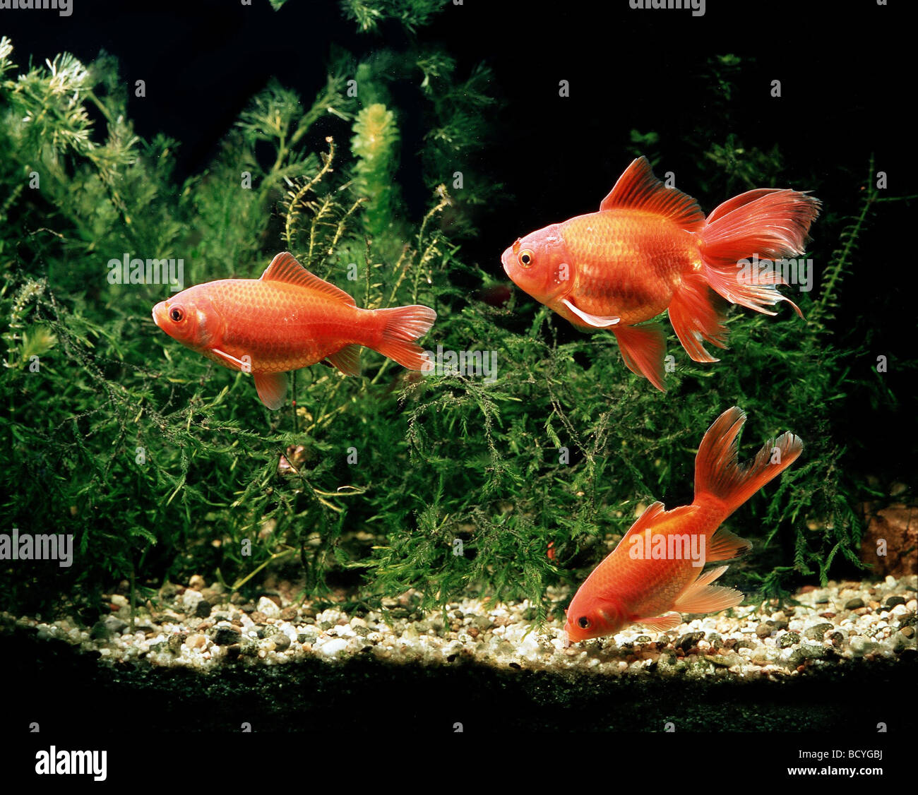 Goldfish common hi-res stock photography and images - Alamy