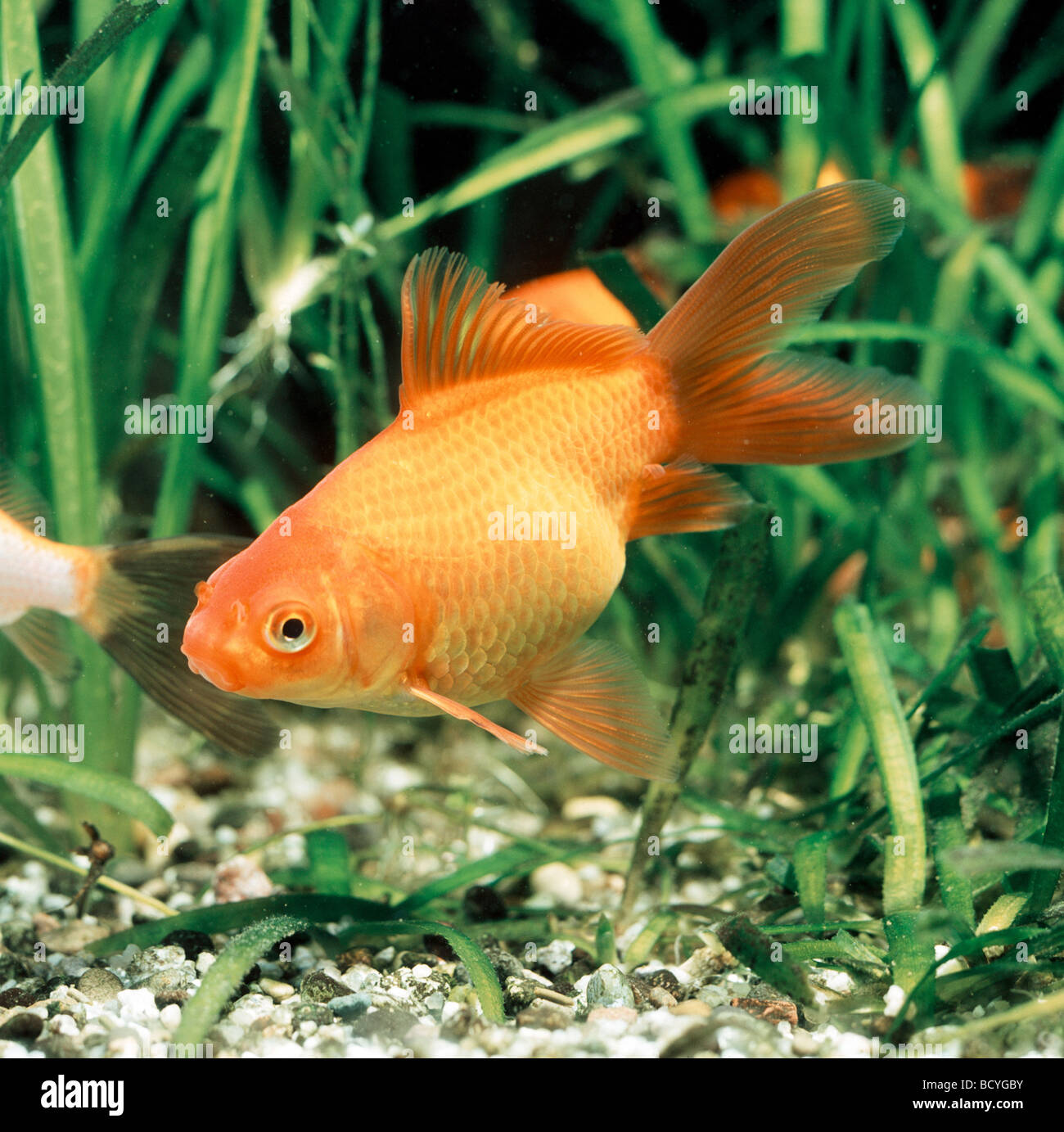 Goldfish common hi-res stock photography and images - Alamy