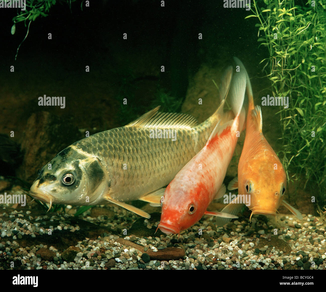 3 koi hi-res stock photography and images - Alamy
