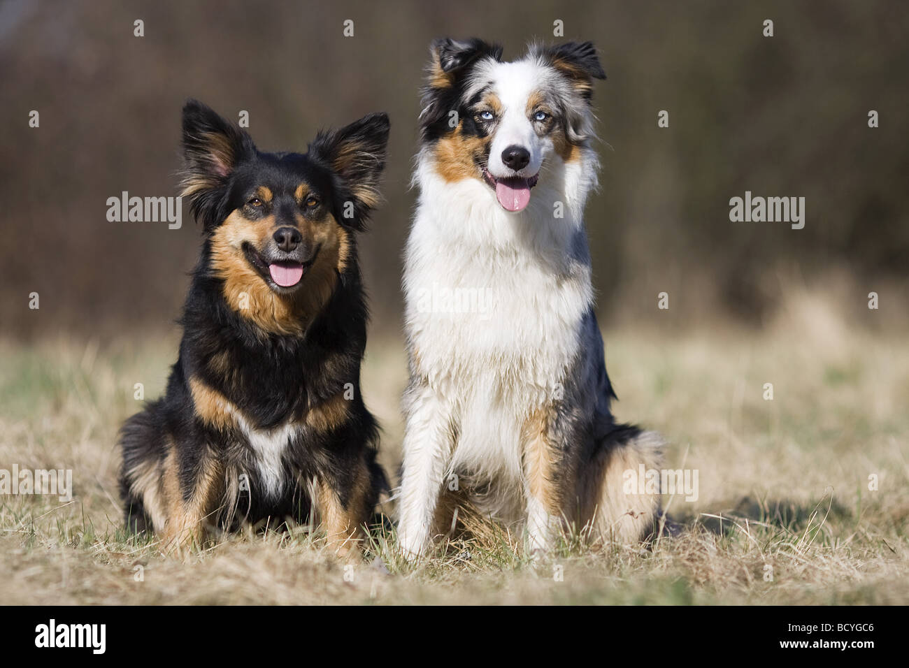two Australian Shepherds - sitting Stock Photo - Alamy