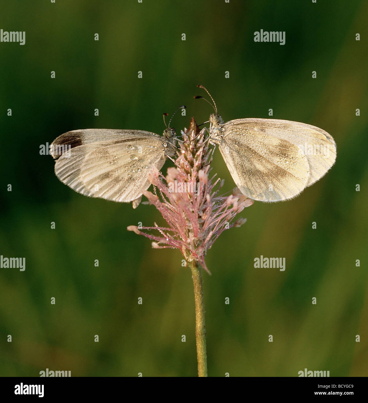 Wood White Butterfly / Leptidea sinapis Stock Photo - Alamy