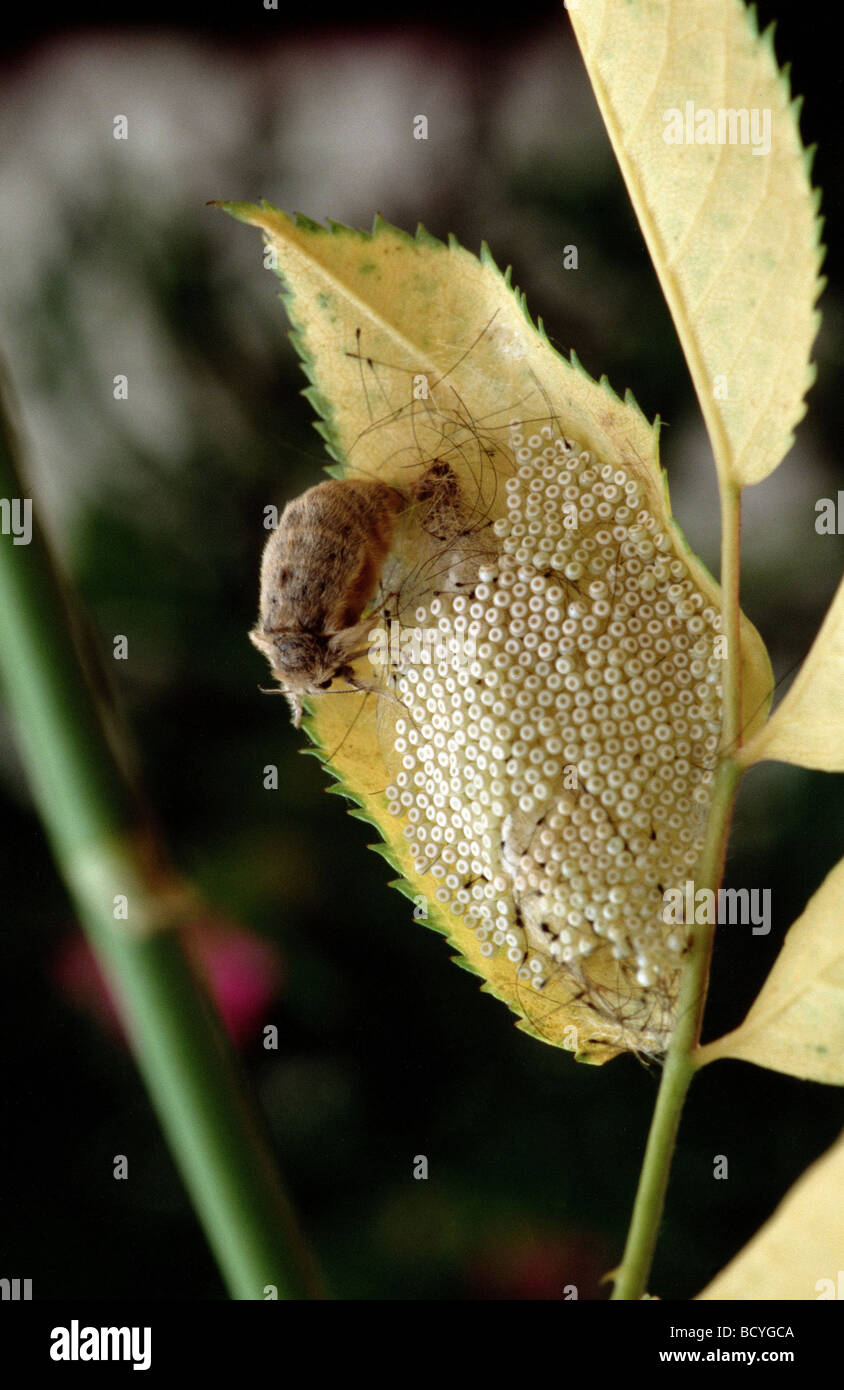 Vapourer Moth, Common Vapourer, Russy Tussock Moth (Orgyia antiqua, Orgyia recens), female lying ...