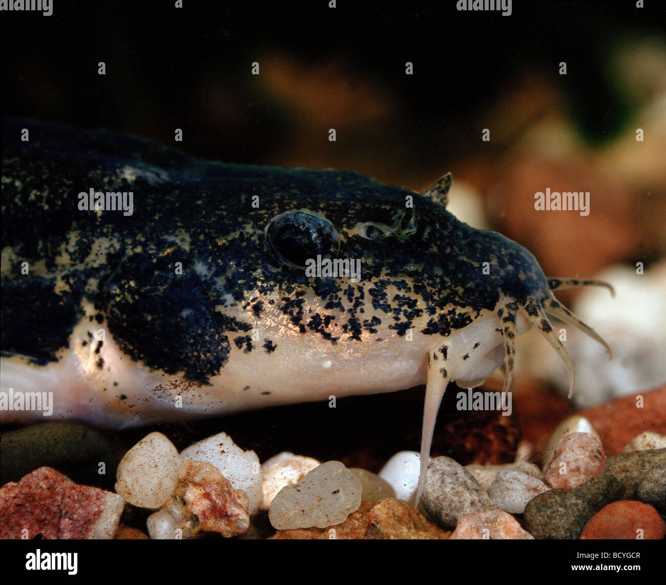 Stone loaches hi-res stock photography and images - Alamy