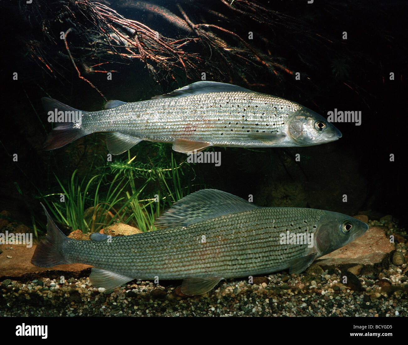 Grayling (Thymallus thymallus) under water. Germany Stock Photo - Alamy