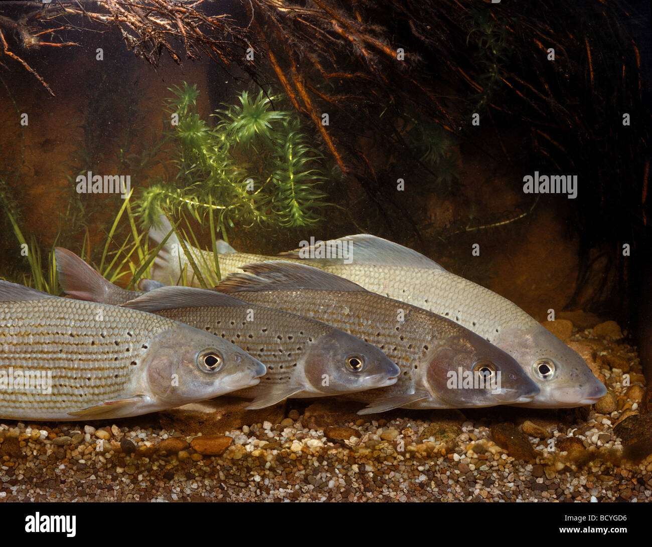 Grayling (Thymallus thymallus). Four fishes under water. Germany Stock ...