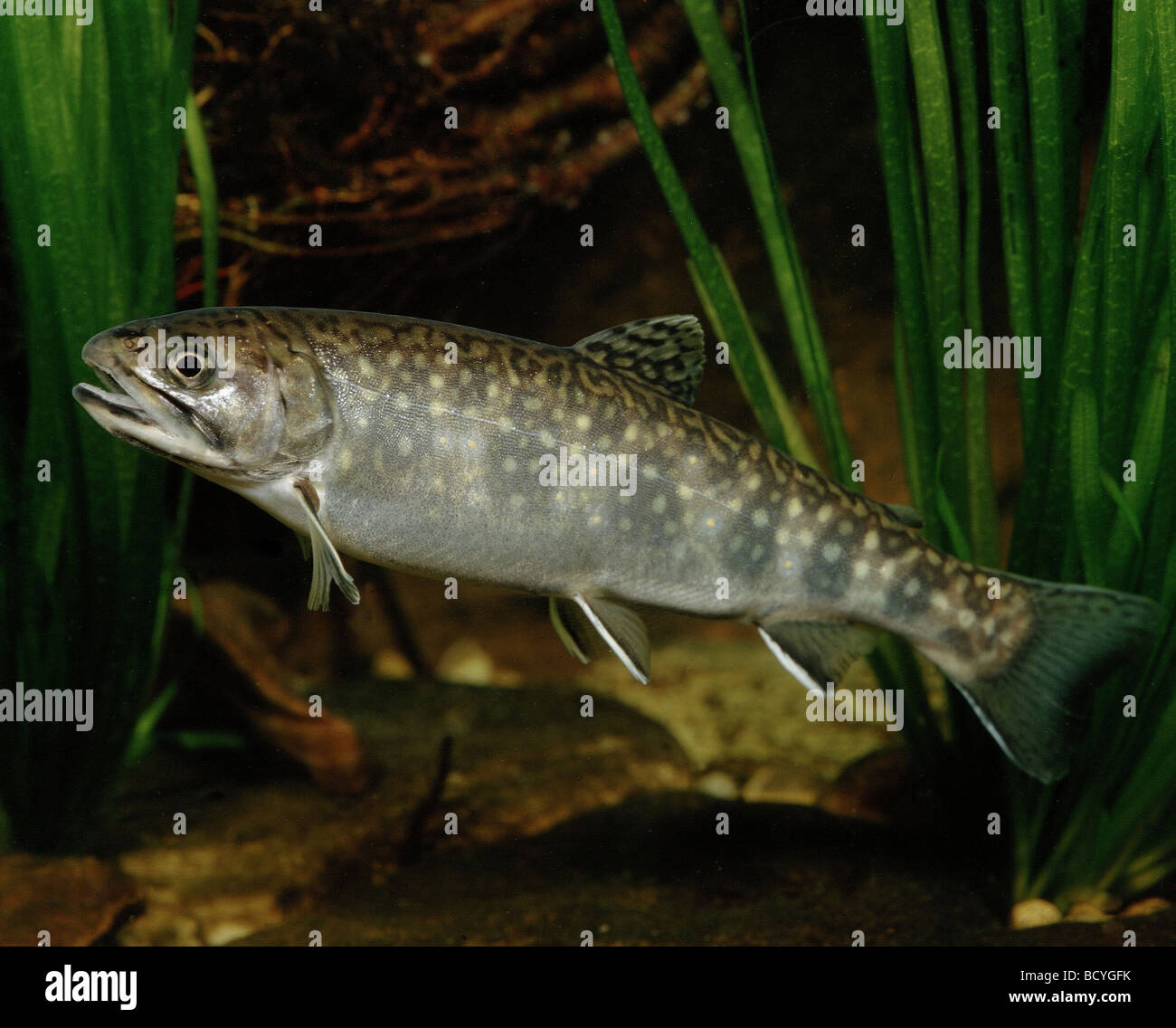 Brook chars hi-res stock photography and images - Alamy