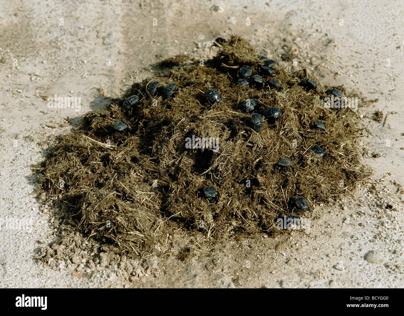 Eyptian scarab on manure hi-res stock photography and images - Alamy