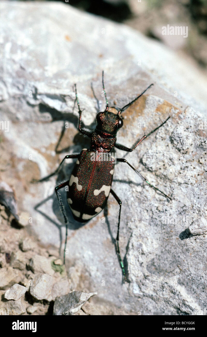 tiger beetle / Cicindelidae Stock Photo - Alamy