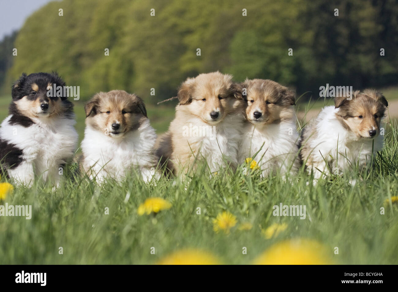 longhair Collie dog - five puppies sitting on meadow Stock Photo - Alamy