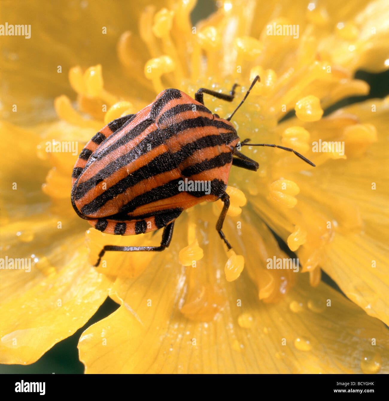 Striped Shield Bug (Graphosoma italicum) on yellow flower Stock Photo ...