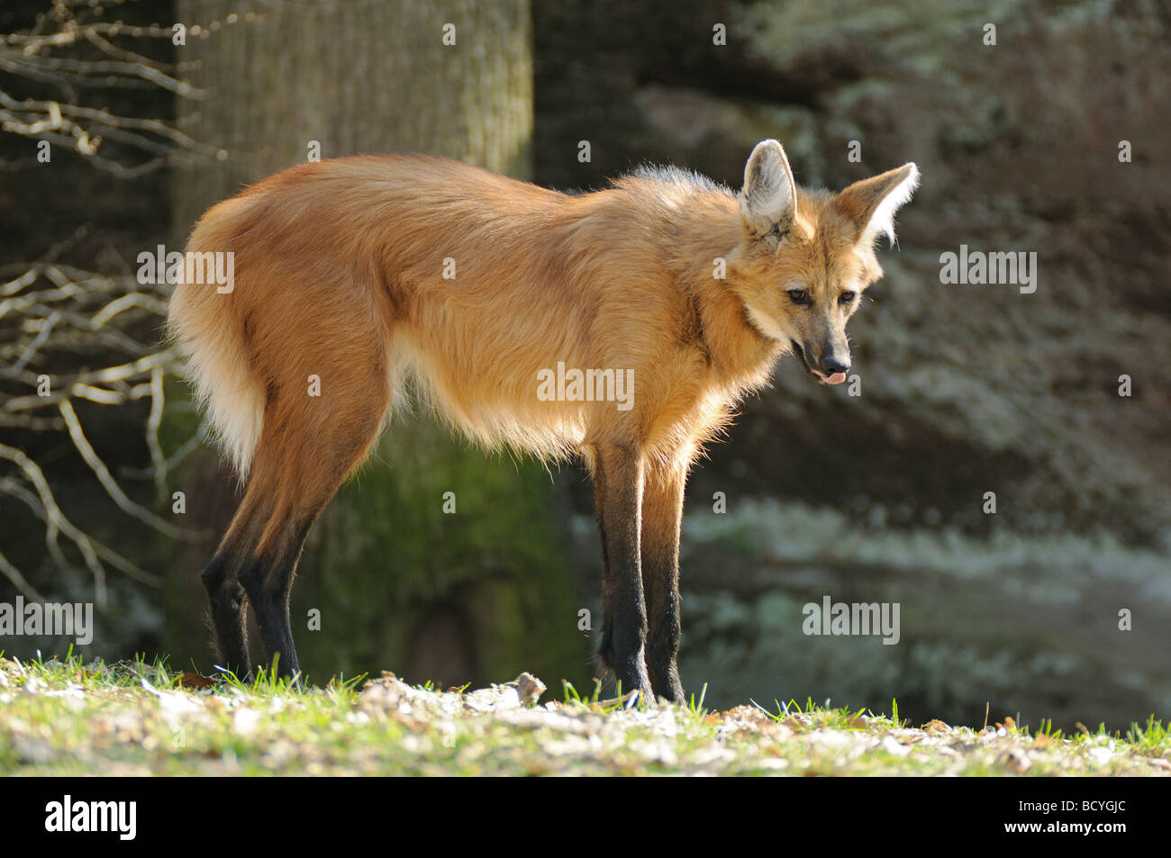 Maned wolf - standing / Chrysocyon brachyurus Stock Photo - Alamy