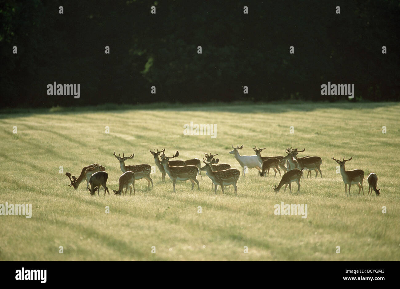 Antler palm hi-res stock photography and images - Alamy