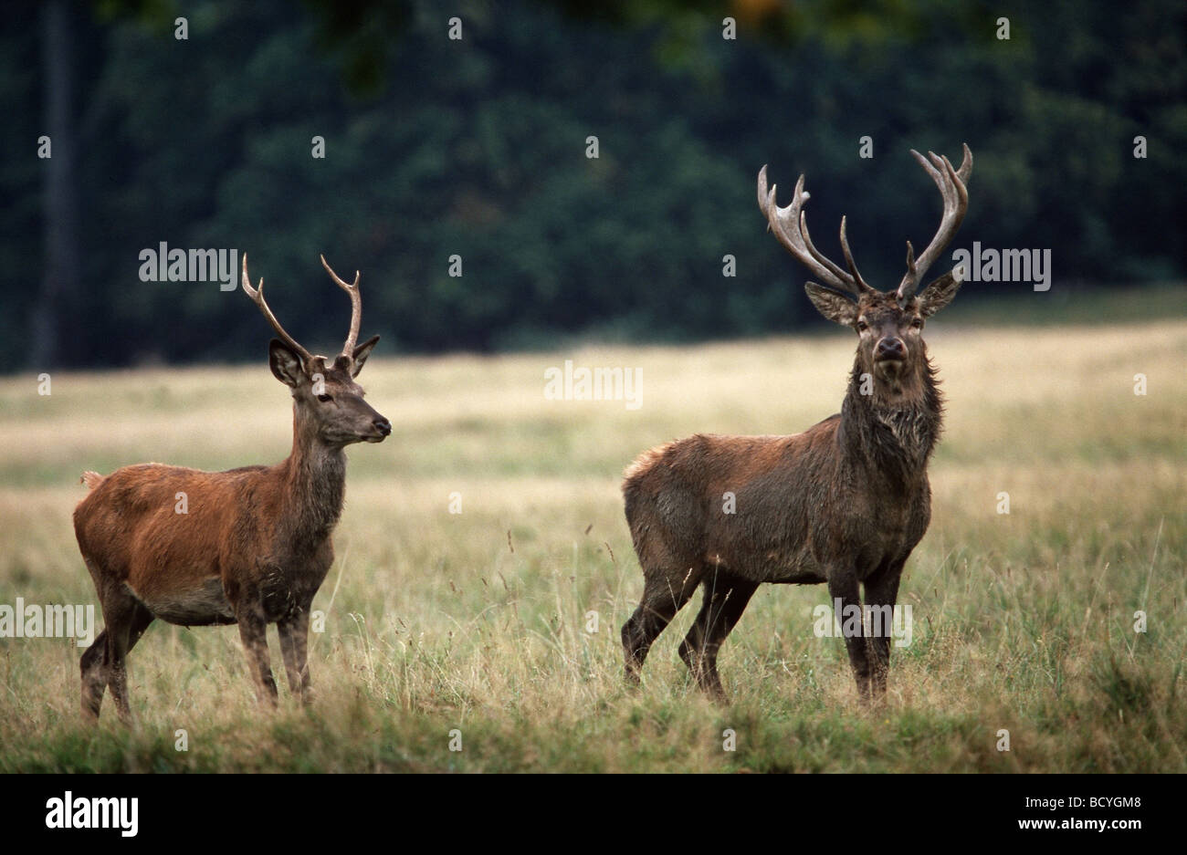 Wapiti red stag hi-res stock photography and images - Alamy