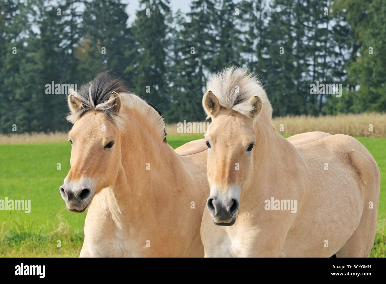 Two Norwegian fjord horses - standing on meadow Stock Photo - Alamy