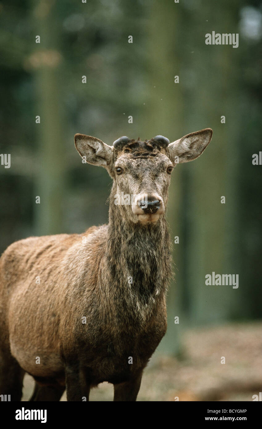 Wapiti red stag hi-res stock photography and images - Alamy