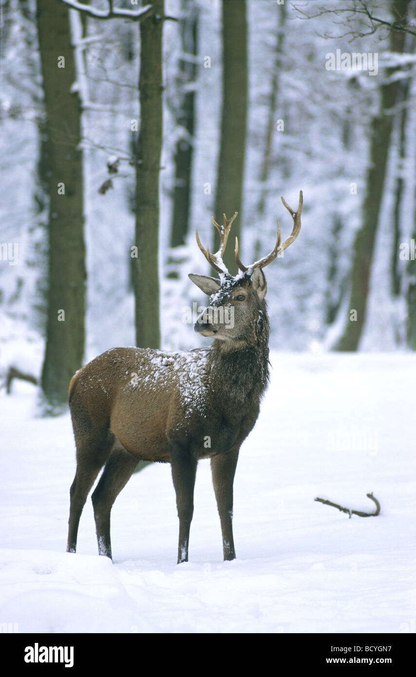 Wapiti red stag hi-res stock photography and images - Alamy