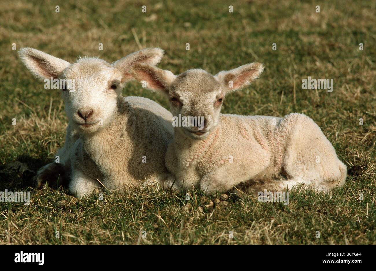 domestic sheep / Ovis aries Stock Photo - Alamy