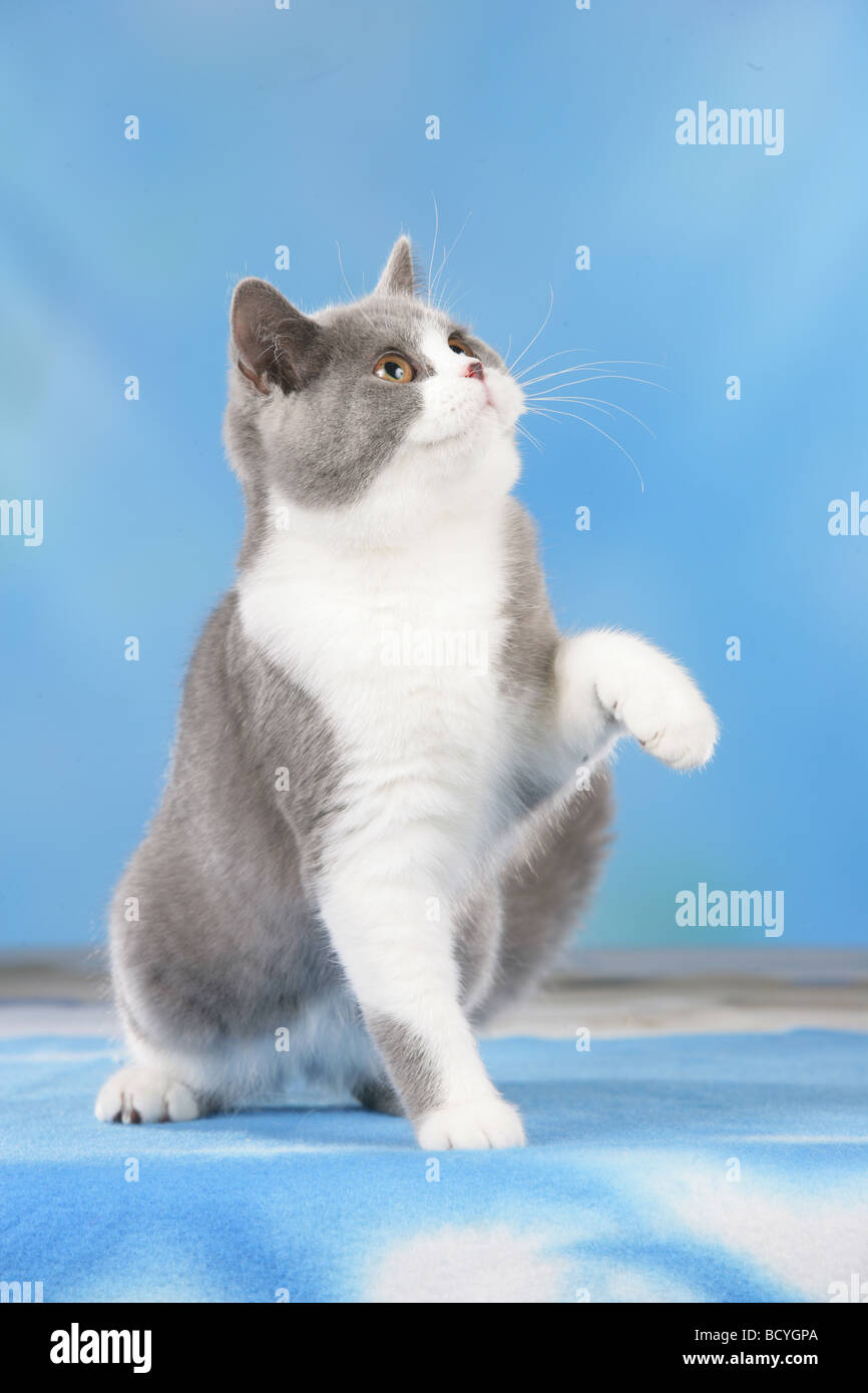 British Shorthair cat - lifting paw - cut out Stock Photo - Alamy