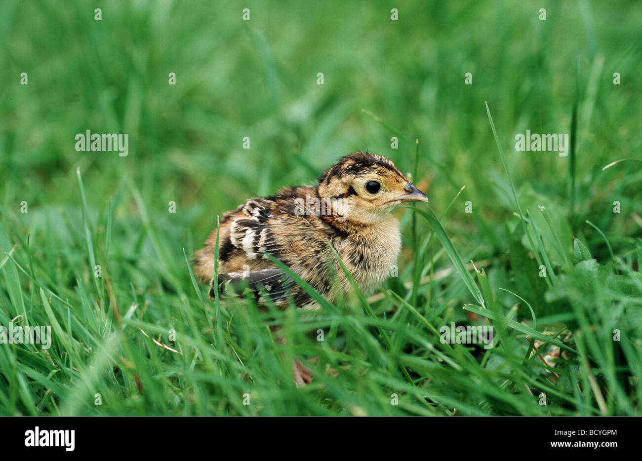 Common Pheasant, Ring-necked Pheasant (Phasianus colchius), chick on grass Stock Photo - Alamy