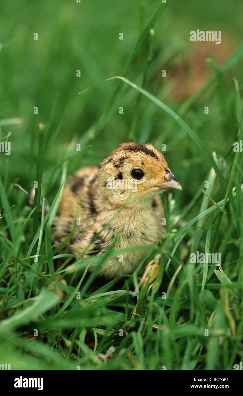 Common Pheasant, Ring-necked Pheasant (Phasianus colchius), chick on grass Stock Photo - Alamy
