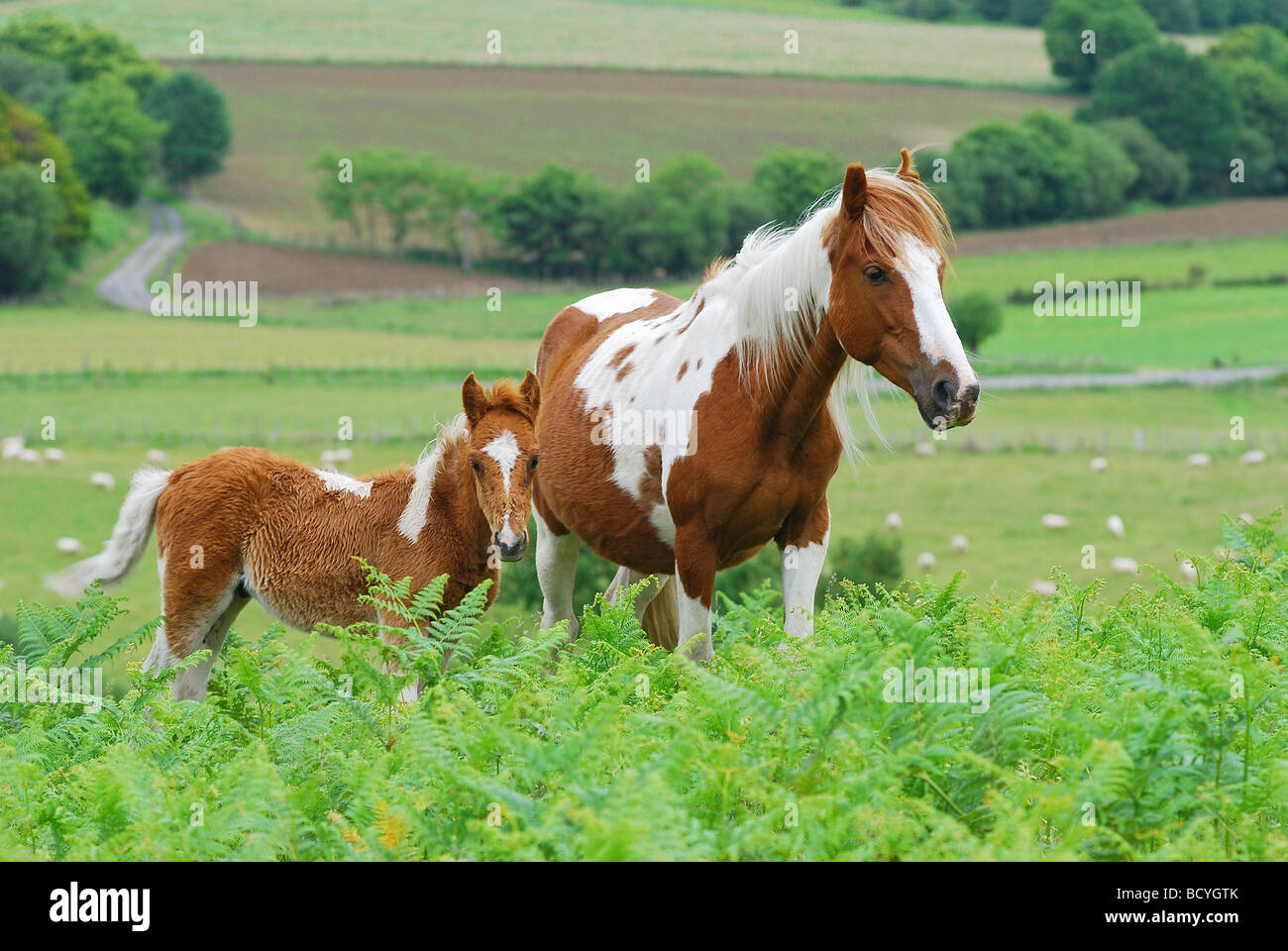 Pottok horses hi-res stock photography and images - Alamy