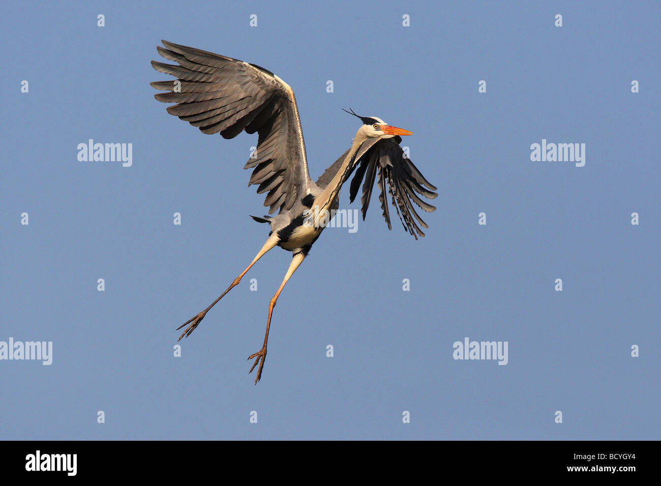 grey heron - flying / Ardea cinerea Stock Photo - Alamy
