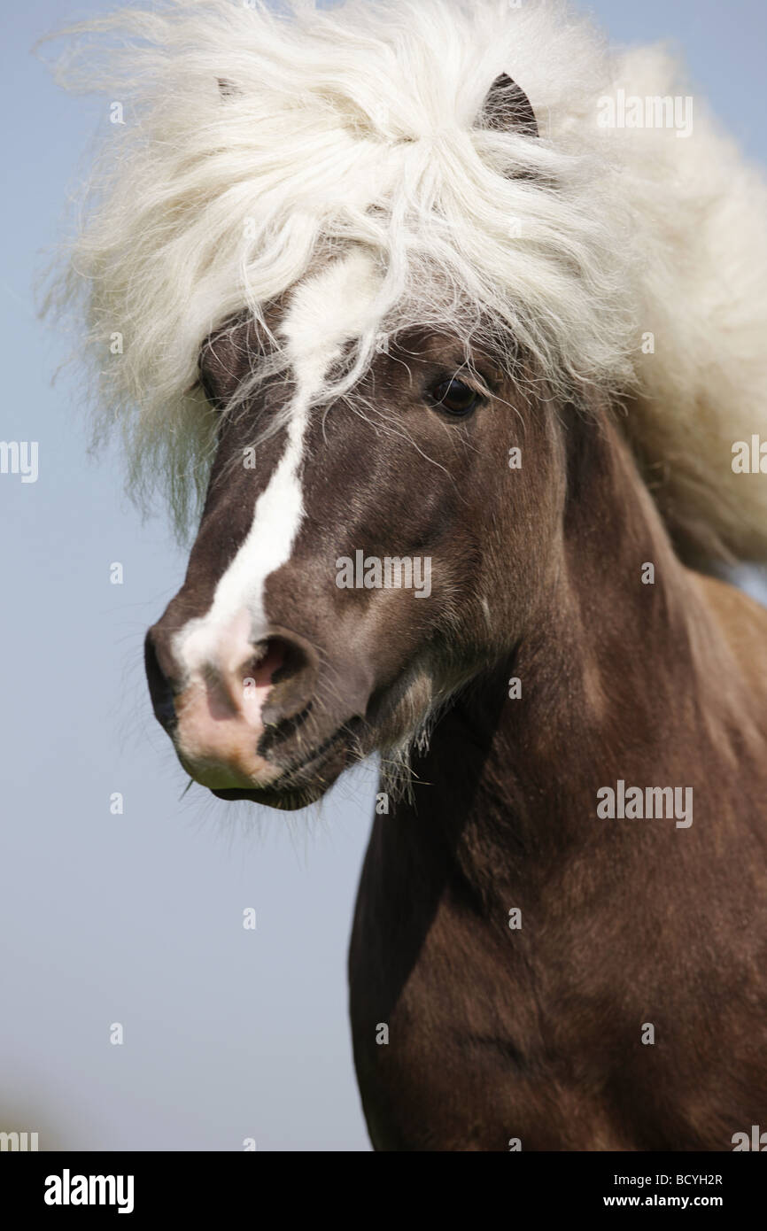 Classic Pony horse - Portrait Stock Photo - Alamy